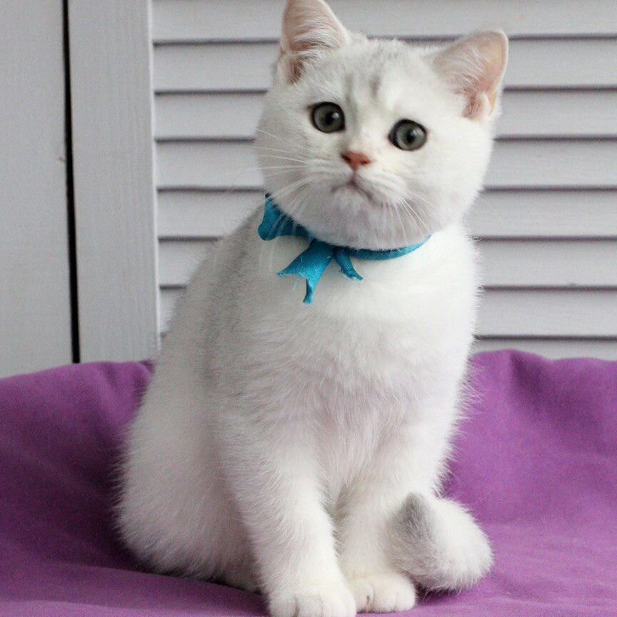 Серебристая шиншилла