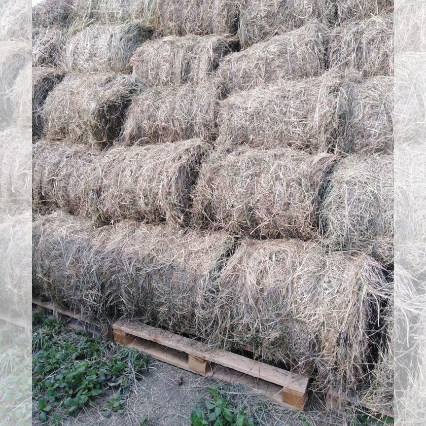 Продам сено в рулонах