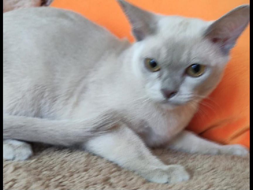 Лиловая бурма с документами wcf