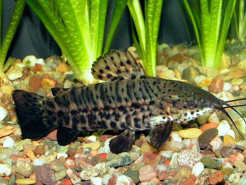 Сом Таракатум