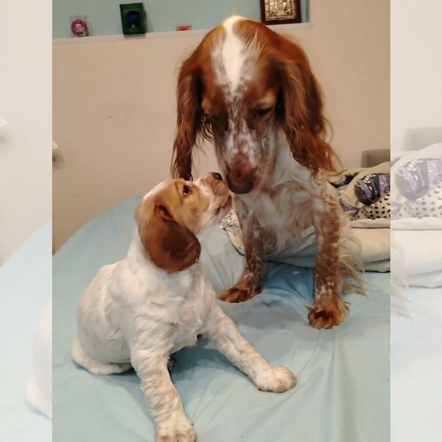 Русский охотничий спаниель, щенок