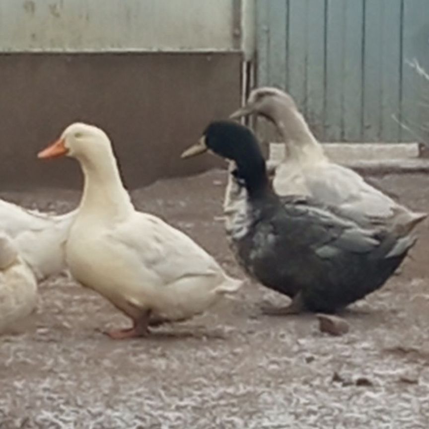 Утки голубой фаворит