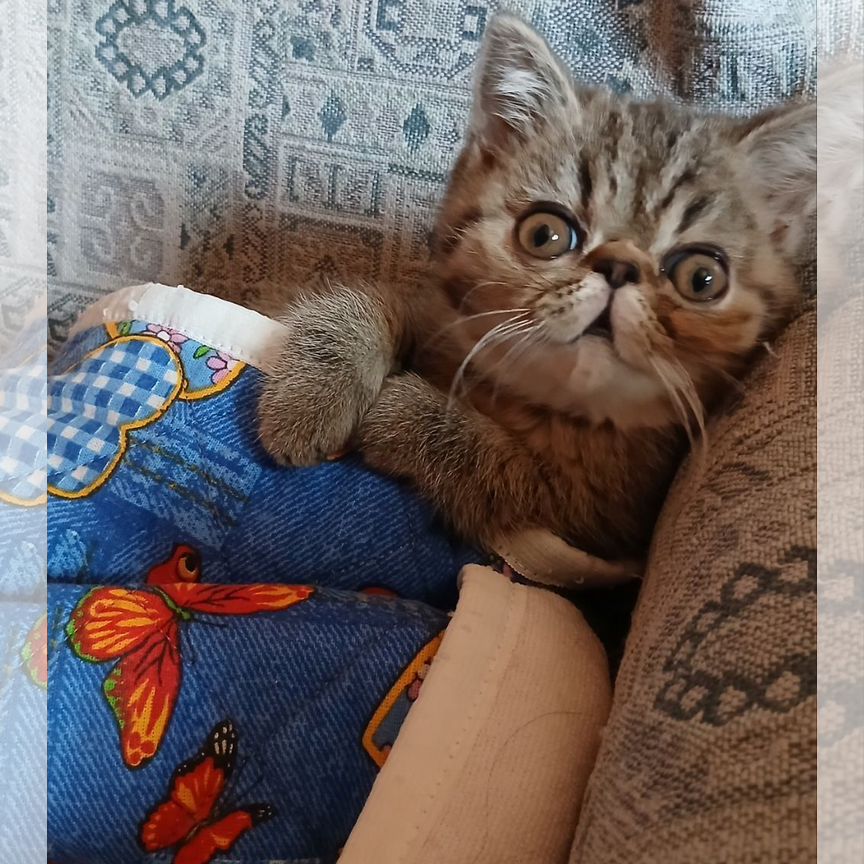 Экзотический короткошёрстный котёнок