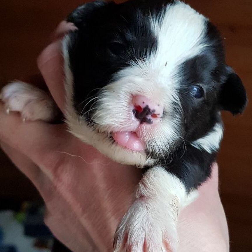 Бордер-колли, щенок