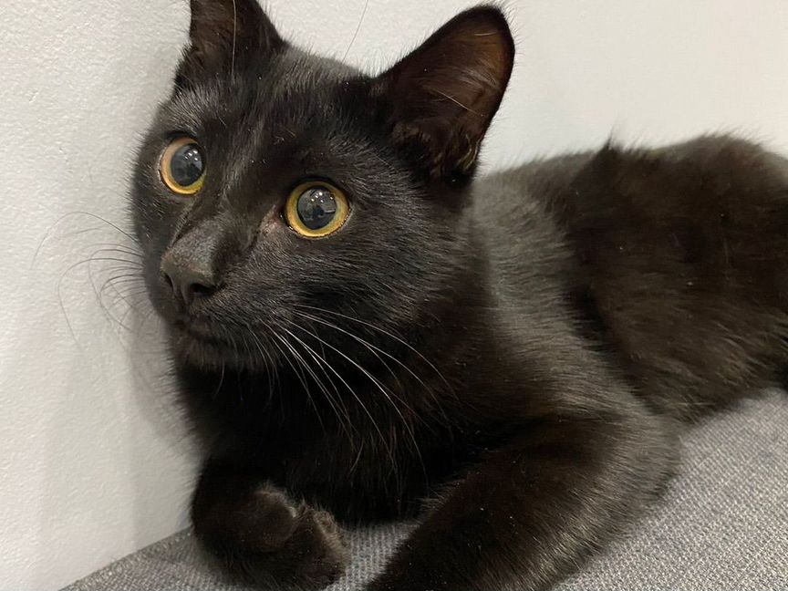 Котёнок