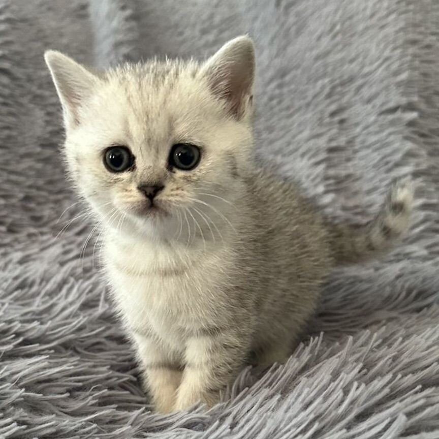 Шотландский вислоухий короткошёрстный котёнок