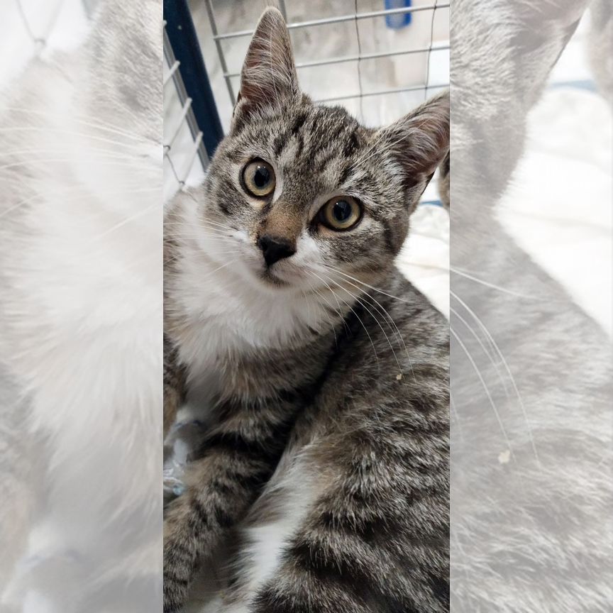 Котенок 4.5 месяца