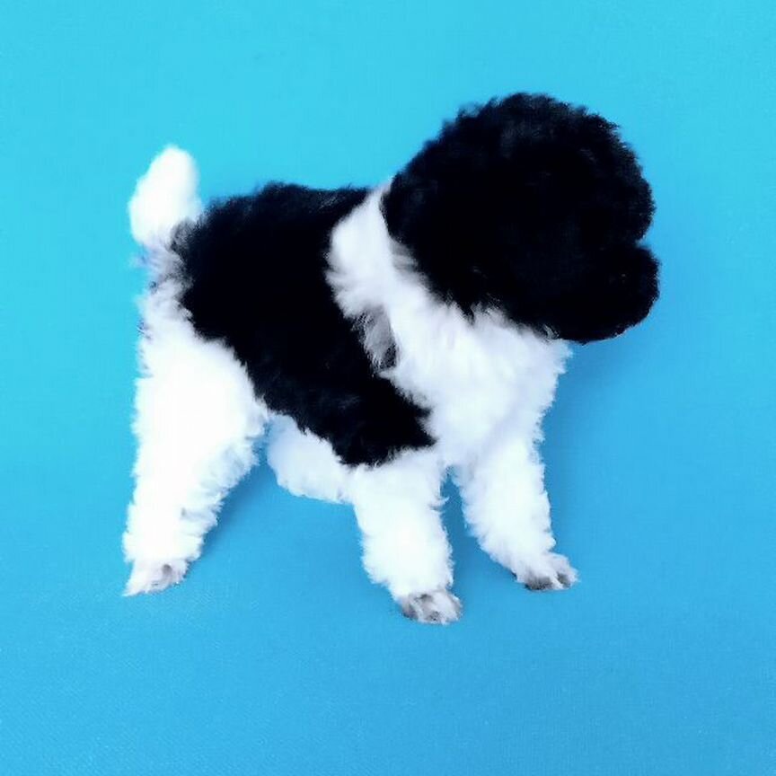 Пуделя (шьены) той