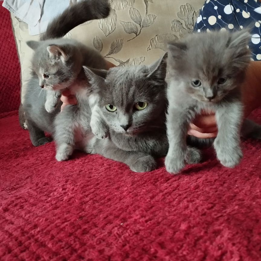 Котята в добрые руки 3 недели