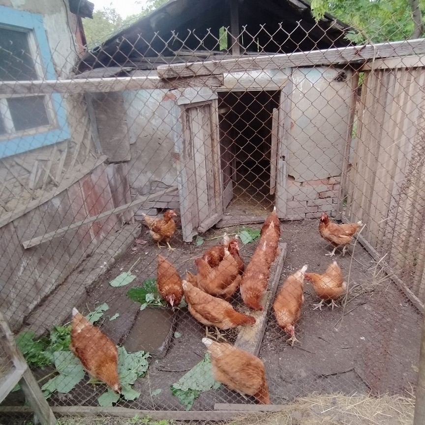 Куры молодки несушки