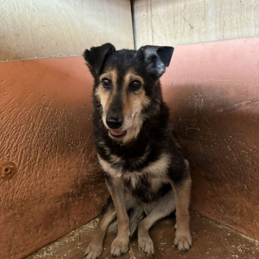 Собака проживет последнюю зиму в приюте