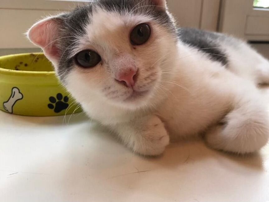 Котенок девочка вислоушка