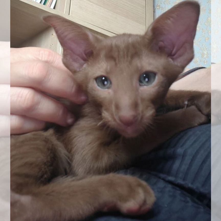 Ориентальный котёнок
