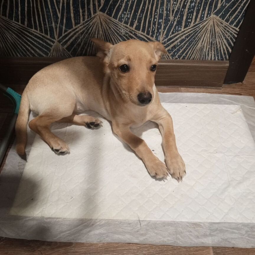 Собака в добрые руки