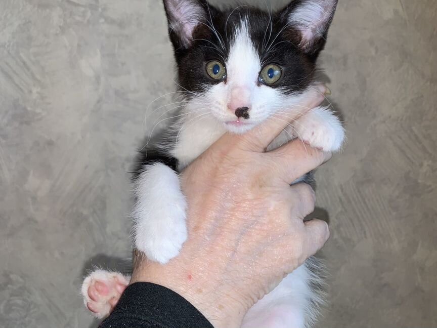 Ориентальные котята бесплатно