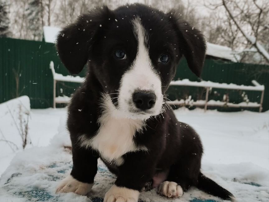 Мальчишка корги