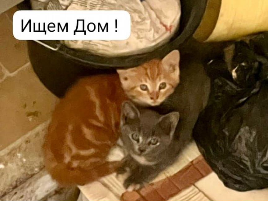 Яркий рыж и пепельный дым