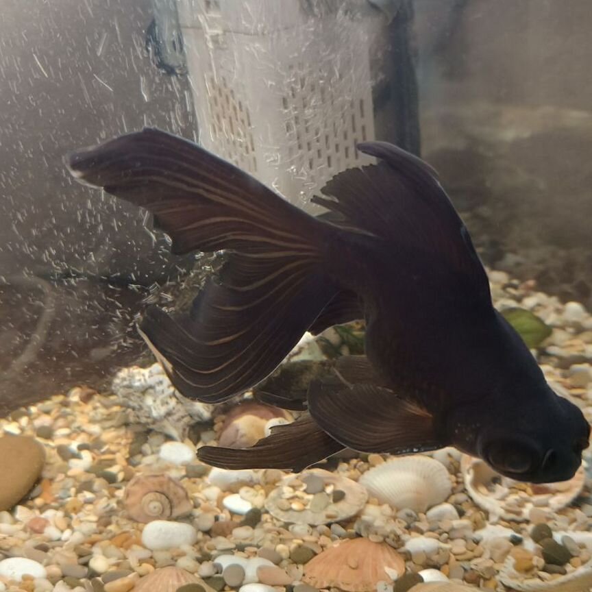 Рыбка черный телескоп