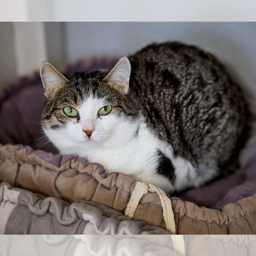 Взрослый кот в добрые руки