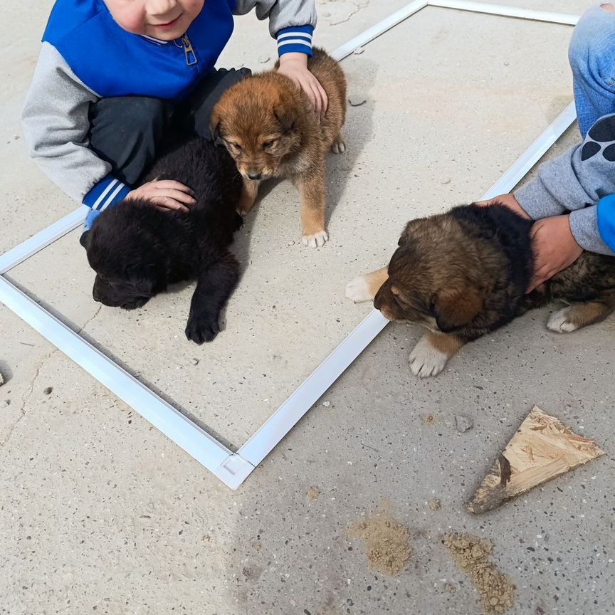 Отдам в добрые руки