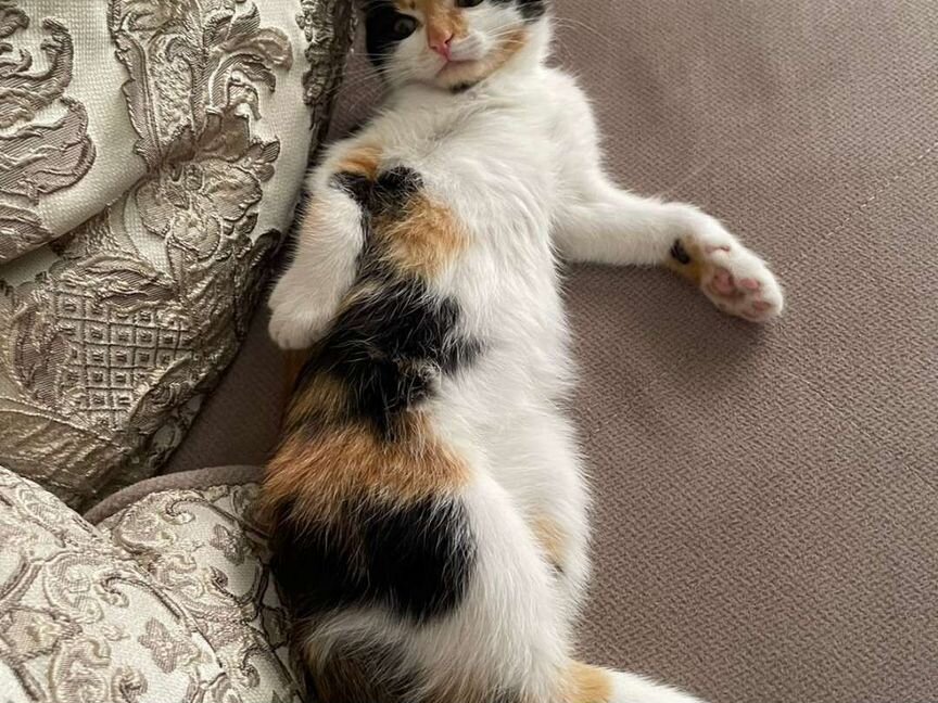 Котята милые