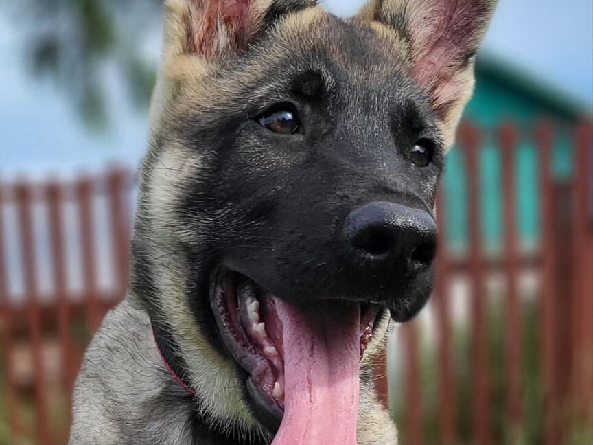 Щенок вео зонарного окраса