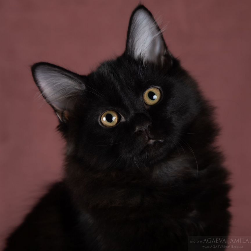 Курильский бобтейл длинношёрстный котёнок