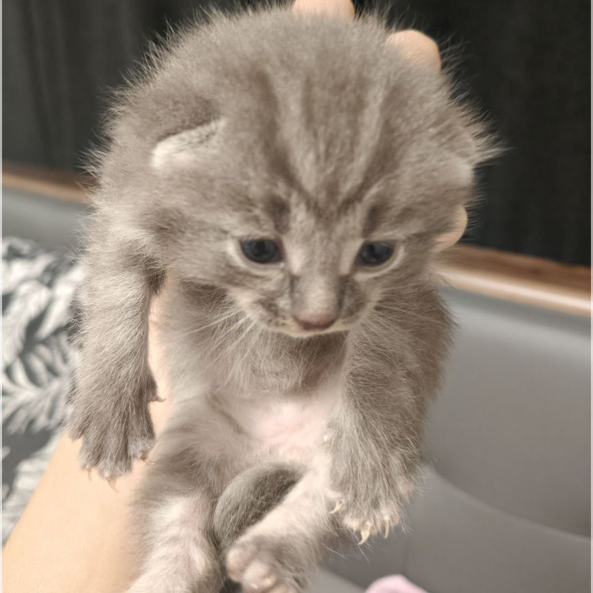 Вислоухие котята