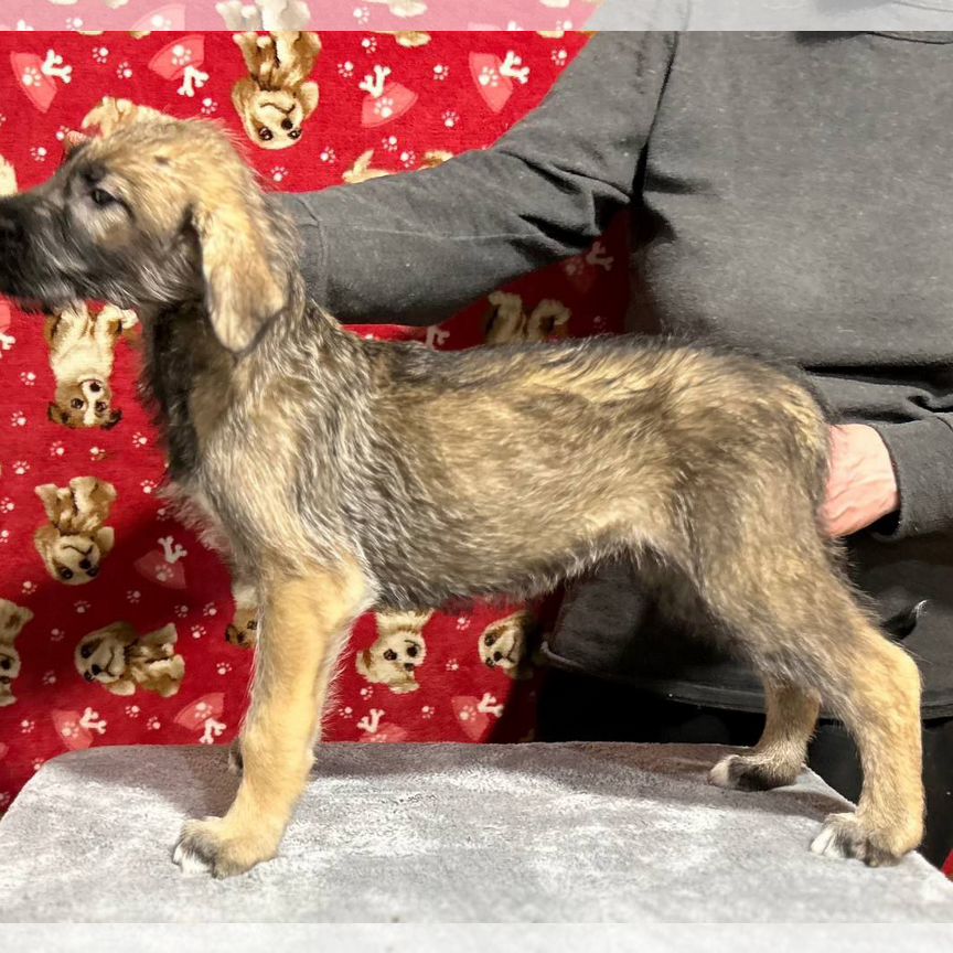 Щенок от частного владельца