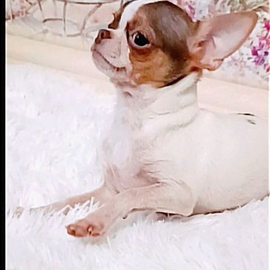 Чихуахуа парень