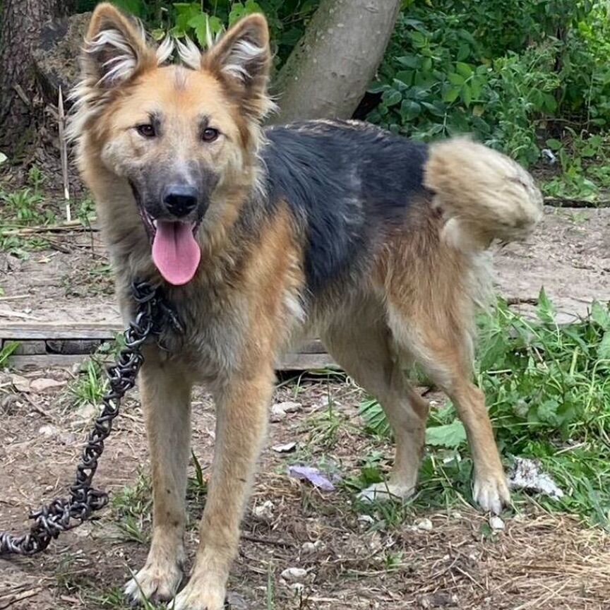 Взрослая собака от частного владельца