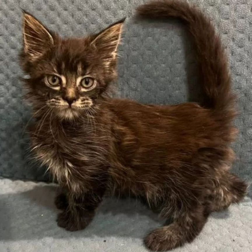 Мейн-кун котёнок