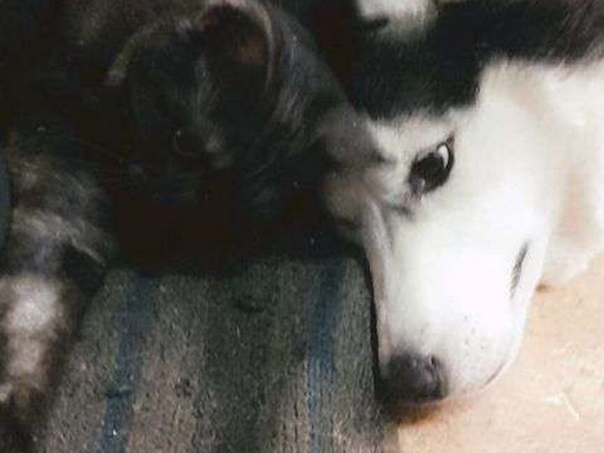 Отдам в добрые руки