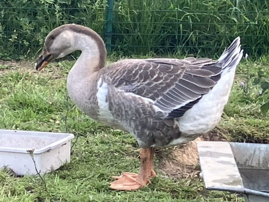 Гуси китайские