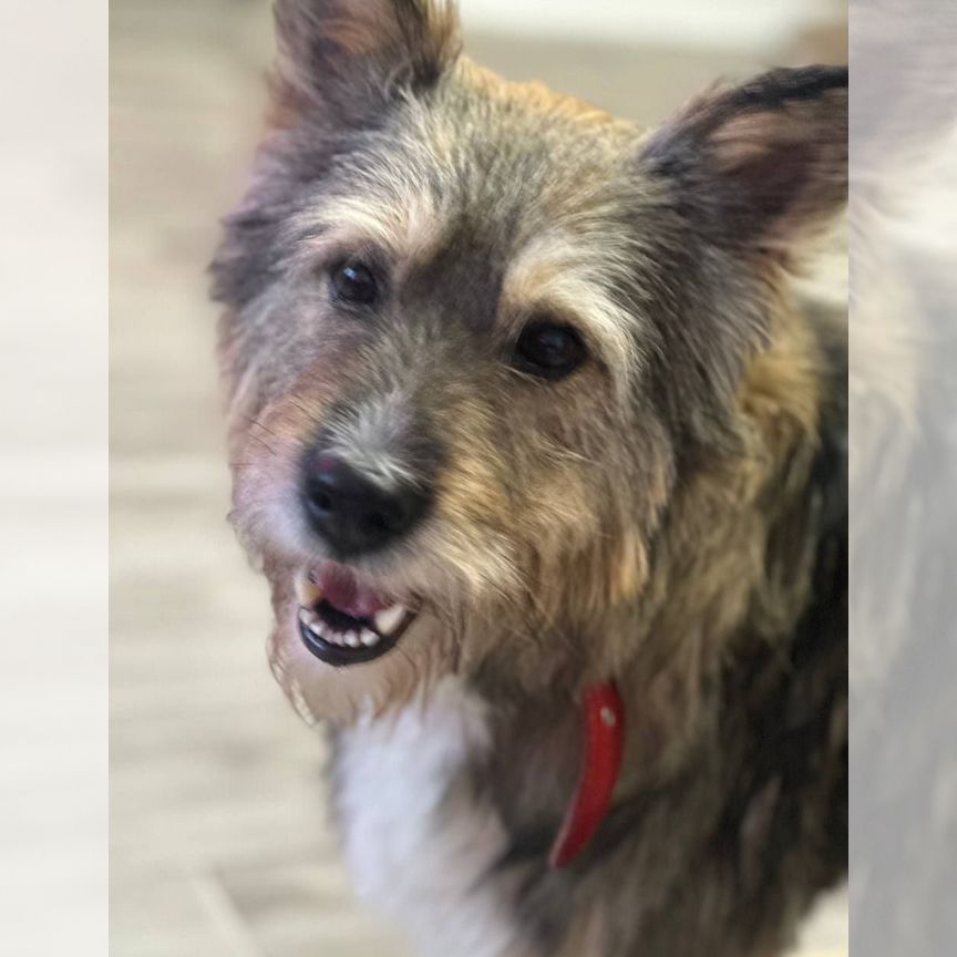 Взрослый пёс в добрые руки