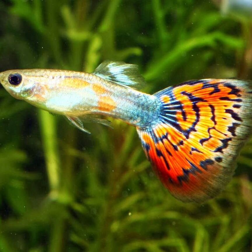 Аквариумные рыбки гуппи