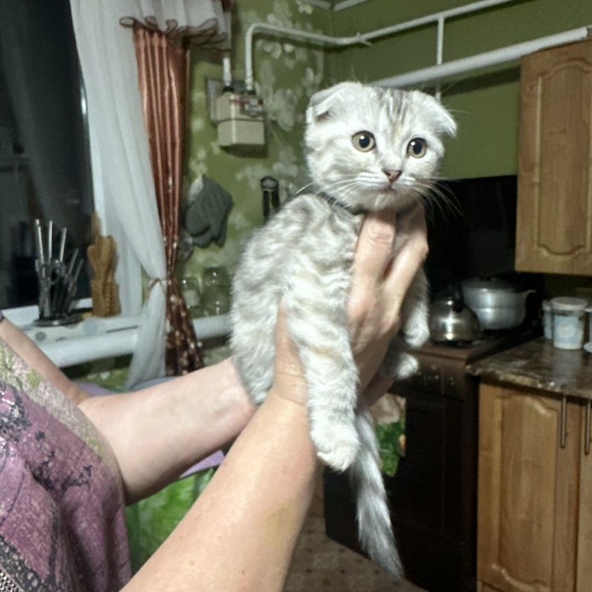 Вислоухие котята в добрые руки