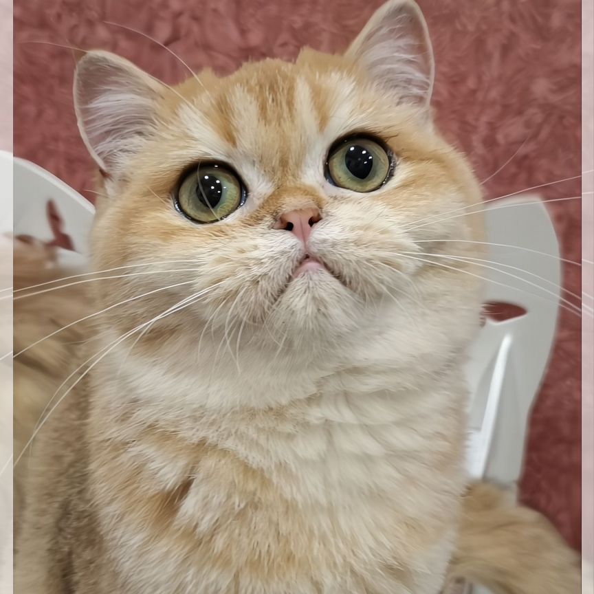 Шотландский прямоухий короткошёрстный котёнок