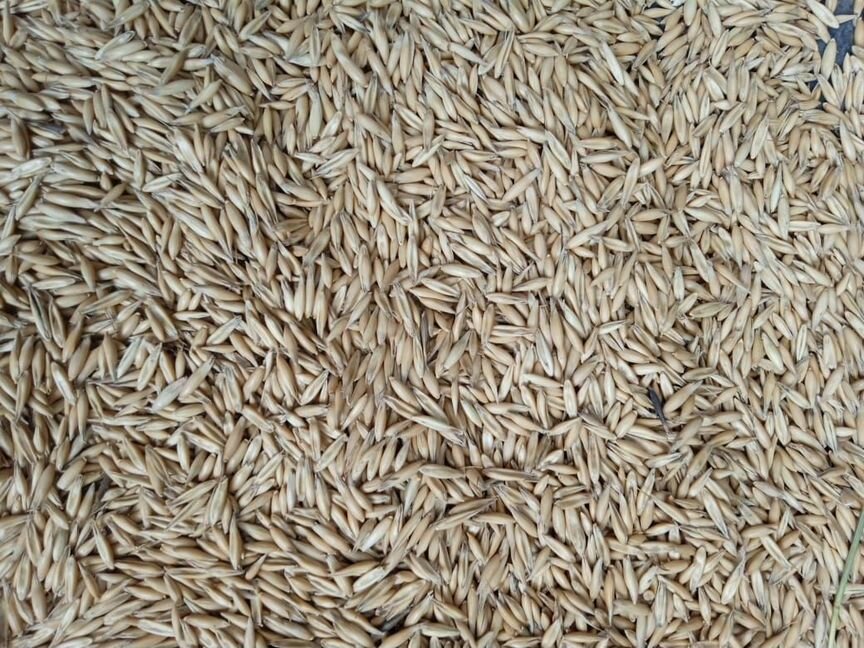 Зерно Овес Пшеница урожай 2023г