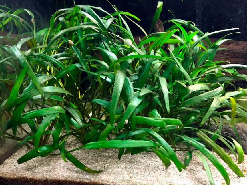 Криптокорина блестящая (Cryptocoryne lucens)