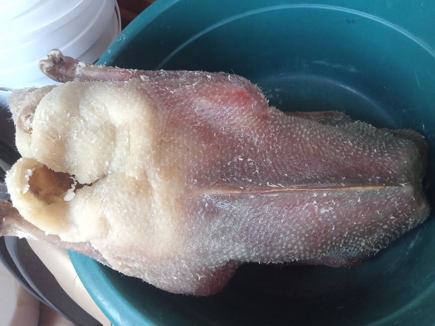 Вяленый гусь