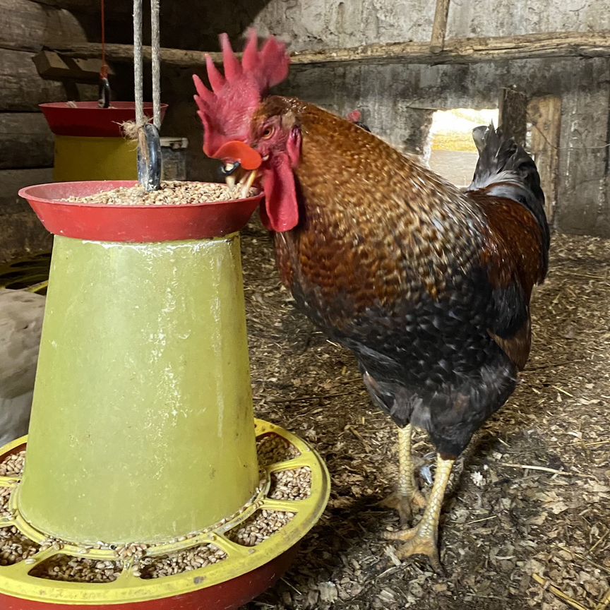 Петух молодой домашний