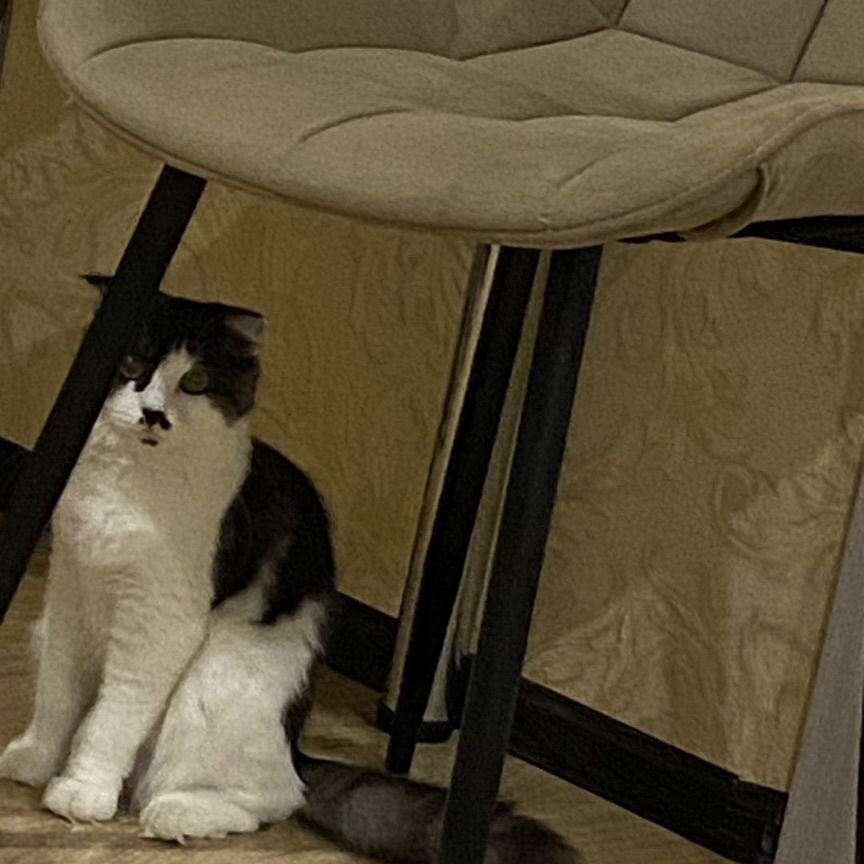 Кошечка