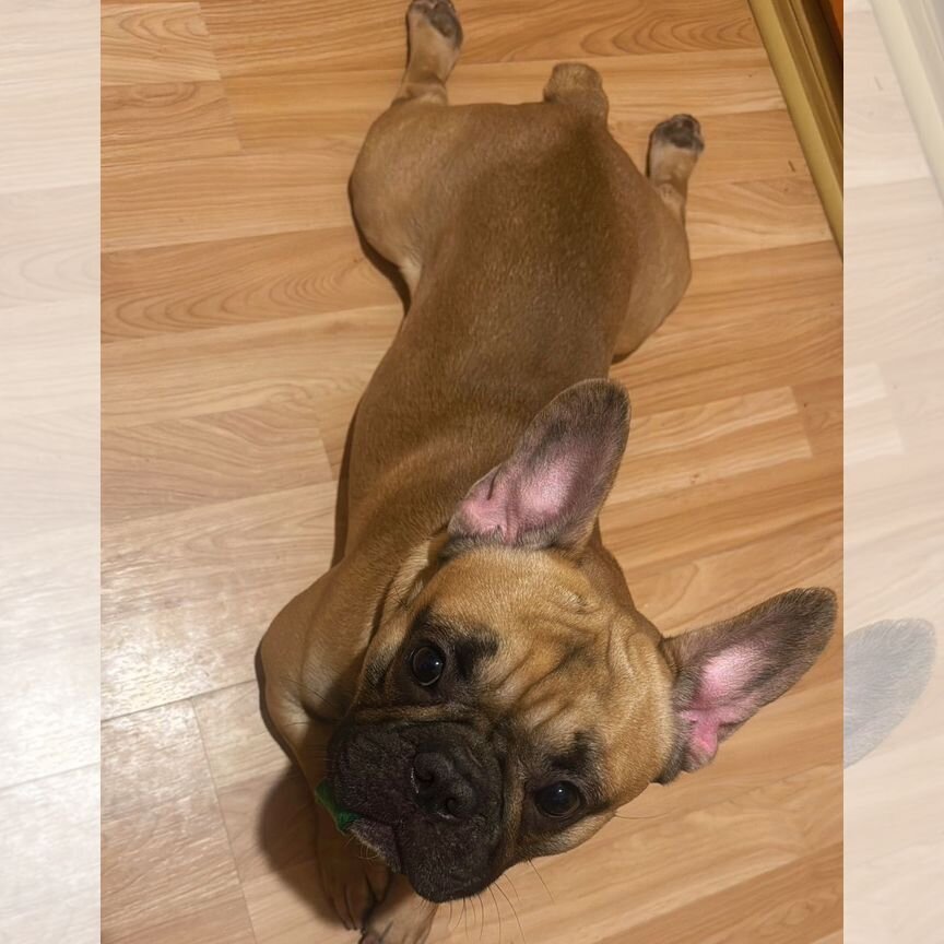 Французский бульдог