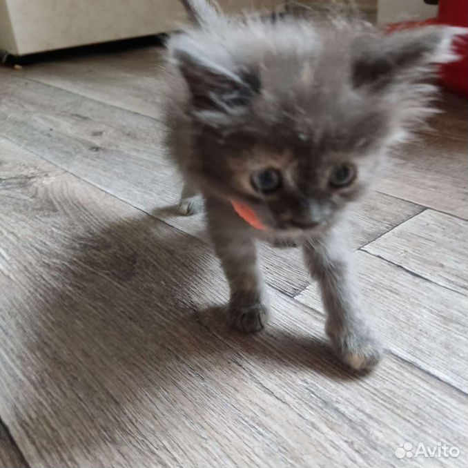 Котёнок похож на домовёнка кузю девочка