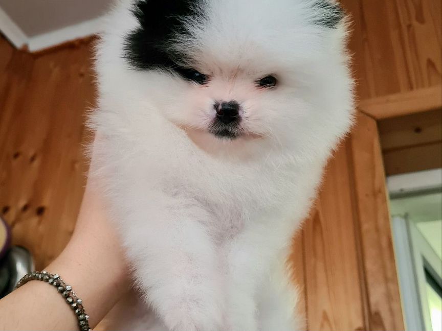 Померанский шпиц мальчик