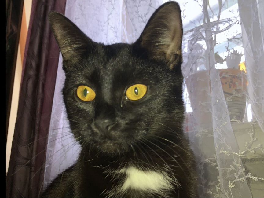 Кот сигма, слово пацана, не била не крашена