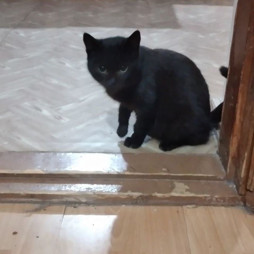 Кошечка в добрые руки