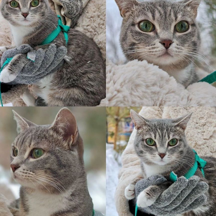 Кошечка стерилизованная, молодая