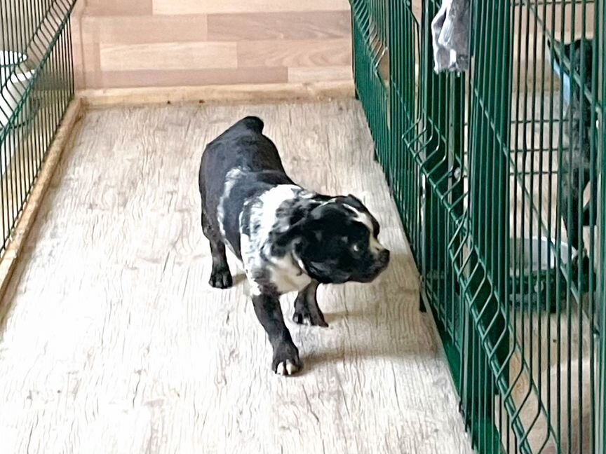 Собака Пти-брабансон